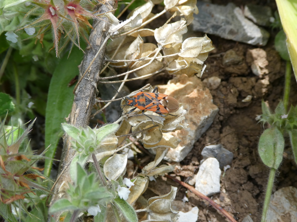 Spilostethus pandurus from Kreta, Griechenland on April 30, 2023 at 09: ...