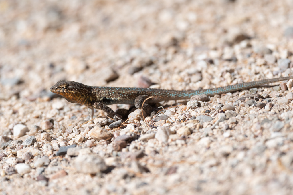 Common Side-blotched Lizard from Sabino Canyon, Catalina Foothills, AZ ...