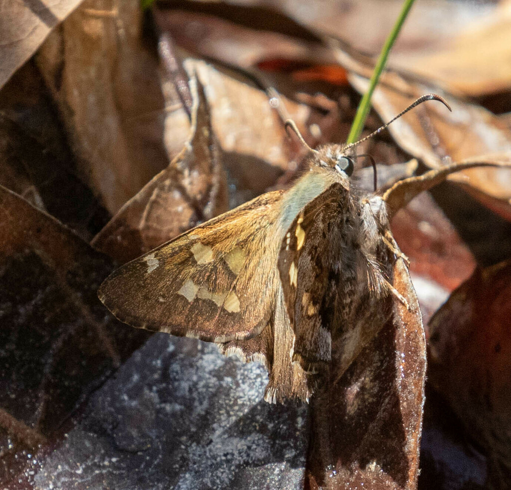 Short-tailed Skipper from Cochise County, AZ, USA on April 15, 2023 at ...