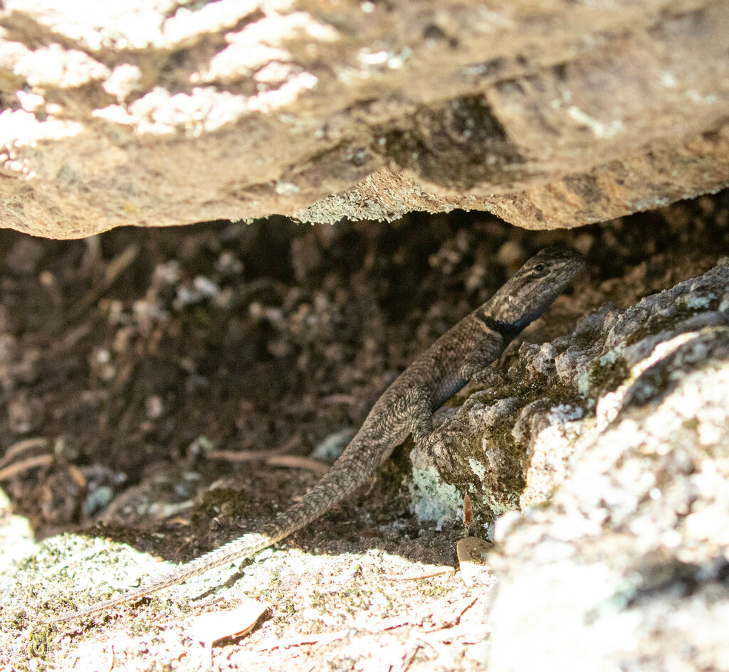 Yarrow's Spiny Lizard from Cochise County, AZ, USA on April 15, 2023 at ...