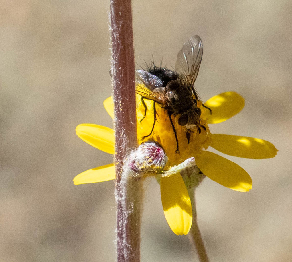 Bristle Flies from Cochise County, AZ, USA on April 15, 2023 at 09:47 ...