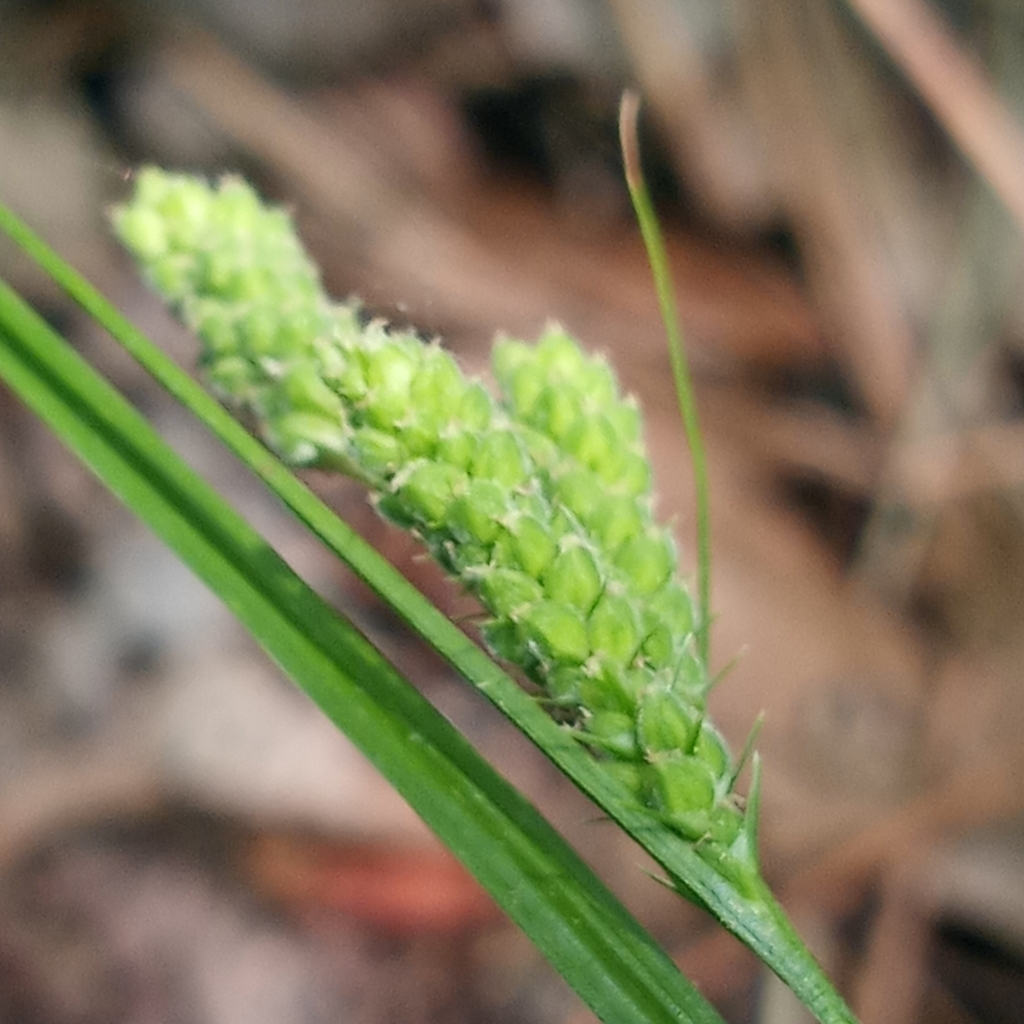 Swan's sedge from Ocean City, MD 21842, USA on May 15, 2023 at 12:37 PM ...