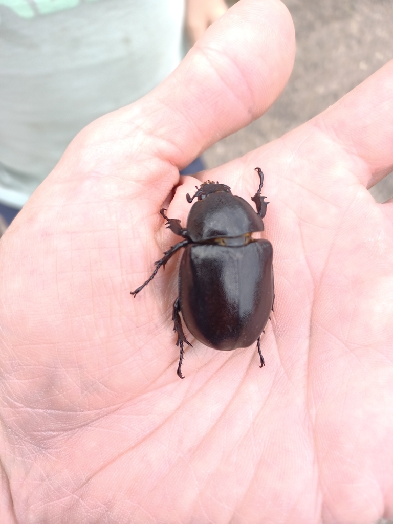 Australian Rhinoceros Beetle from Kendall Station, Kendall NSW 2439 ...