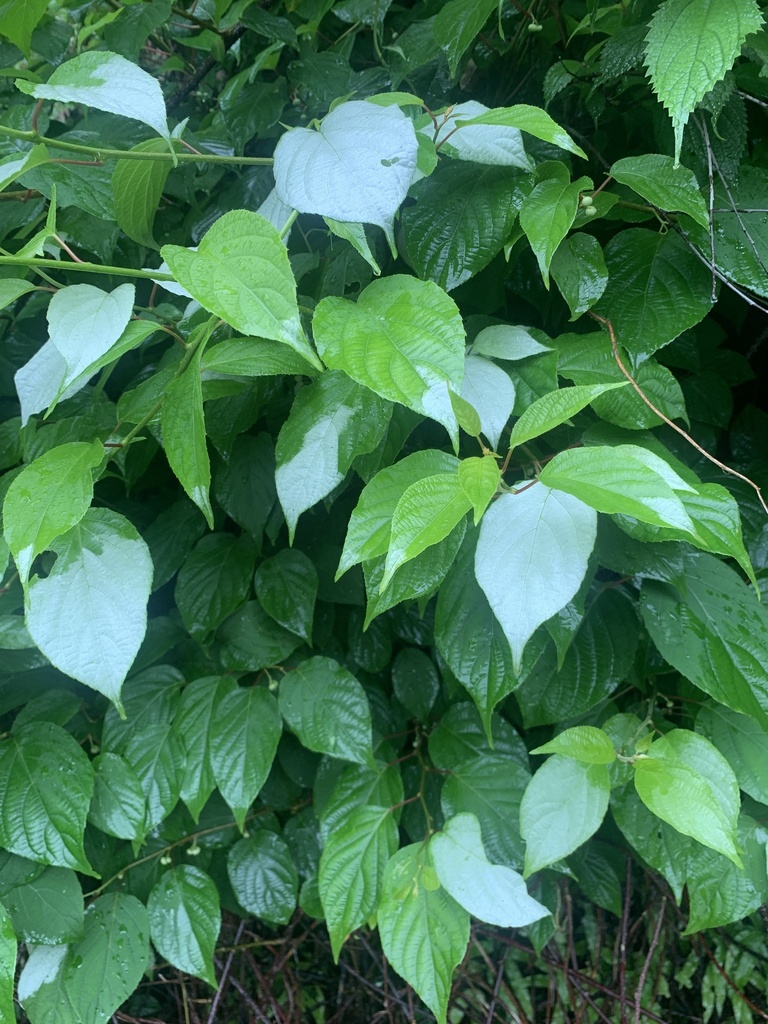 Silver Vine from 県道26号, 東諸県郡綾町, 宮崎県, JP on May 13, 2023 at 01:49 PM by ...