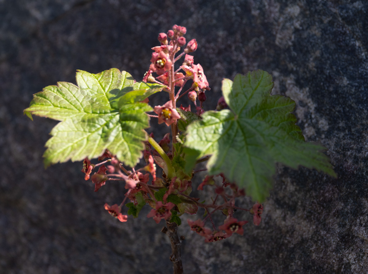 Ribes laxiflorum Pursh
