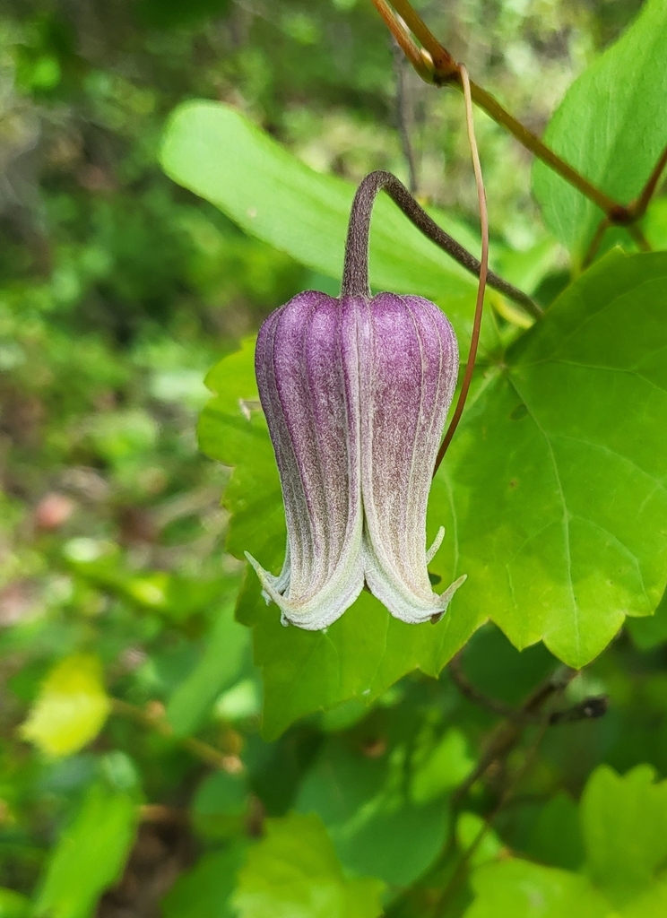 Netleaf Leather Flower from Blythe, GA 30805, USA on May 15, 2023 at 04 ...