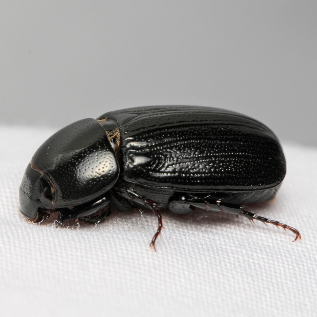 Rice Beetle from Kilmarnock, VA 22482, USA on May 12, 2023 at 05:59 AM ...