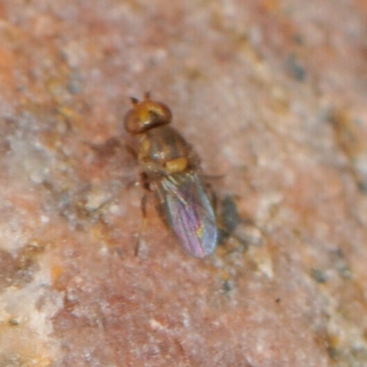 Grass Flies in May 2023 by Elliott Gordon · iNaturalist
