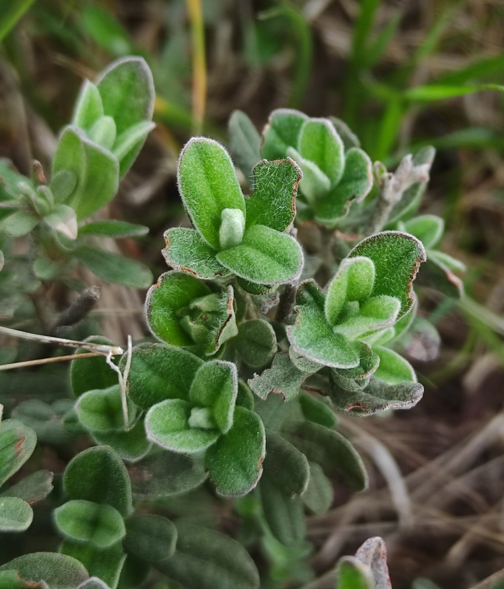 Halimium lasianthum subsp. alyssoides (Lam.) Greuter