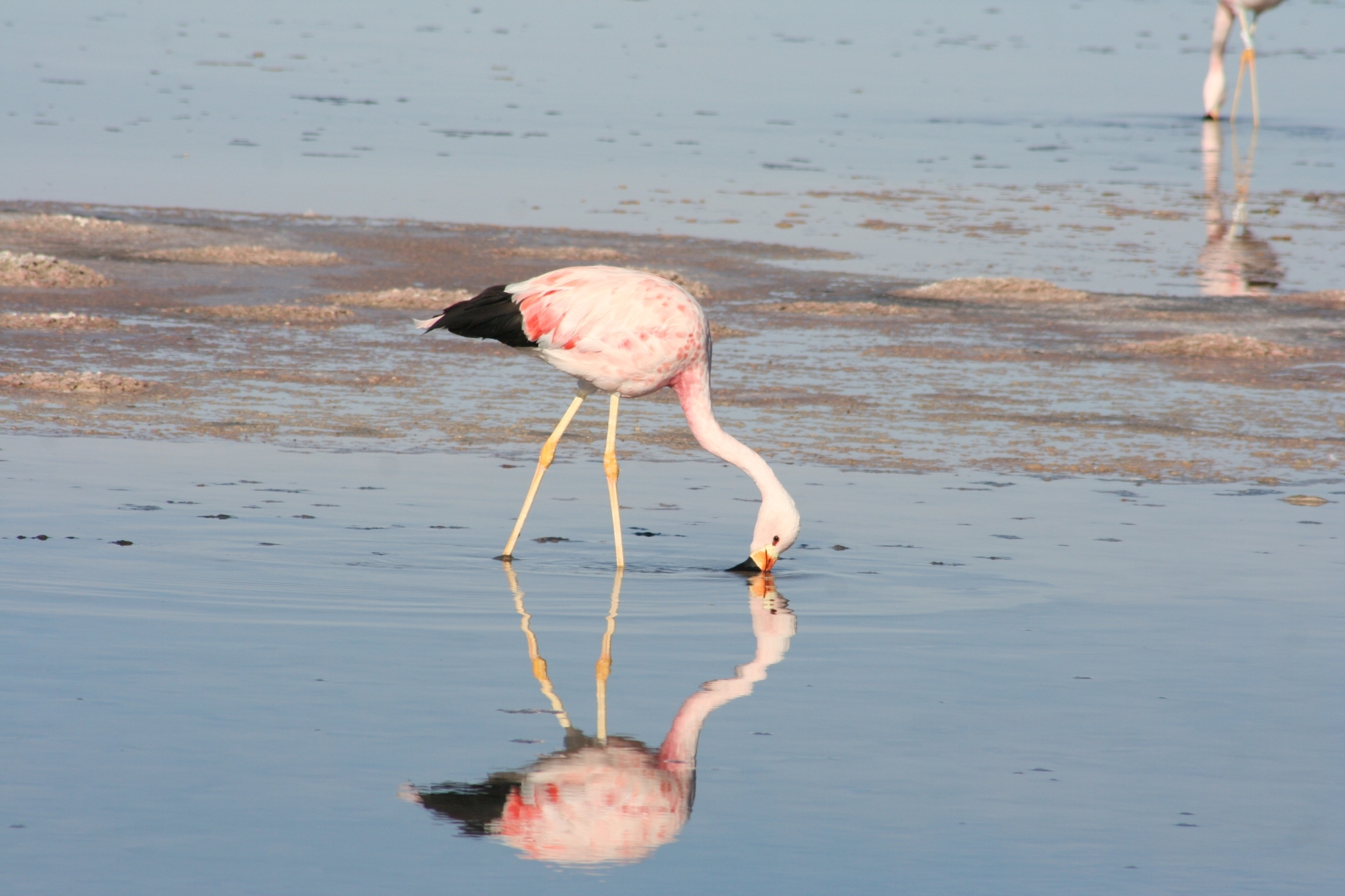 Phoenicoparrus andinus (Philippi, 1854)