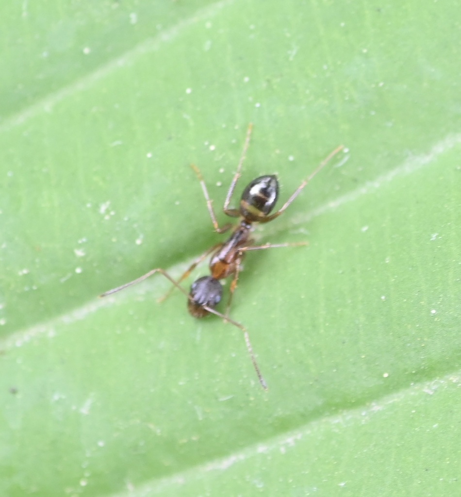 Bearded Carpenter ant in May 2023 by thecicadadude · iNaturalist