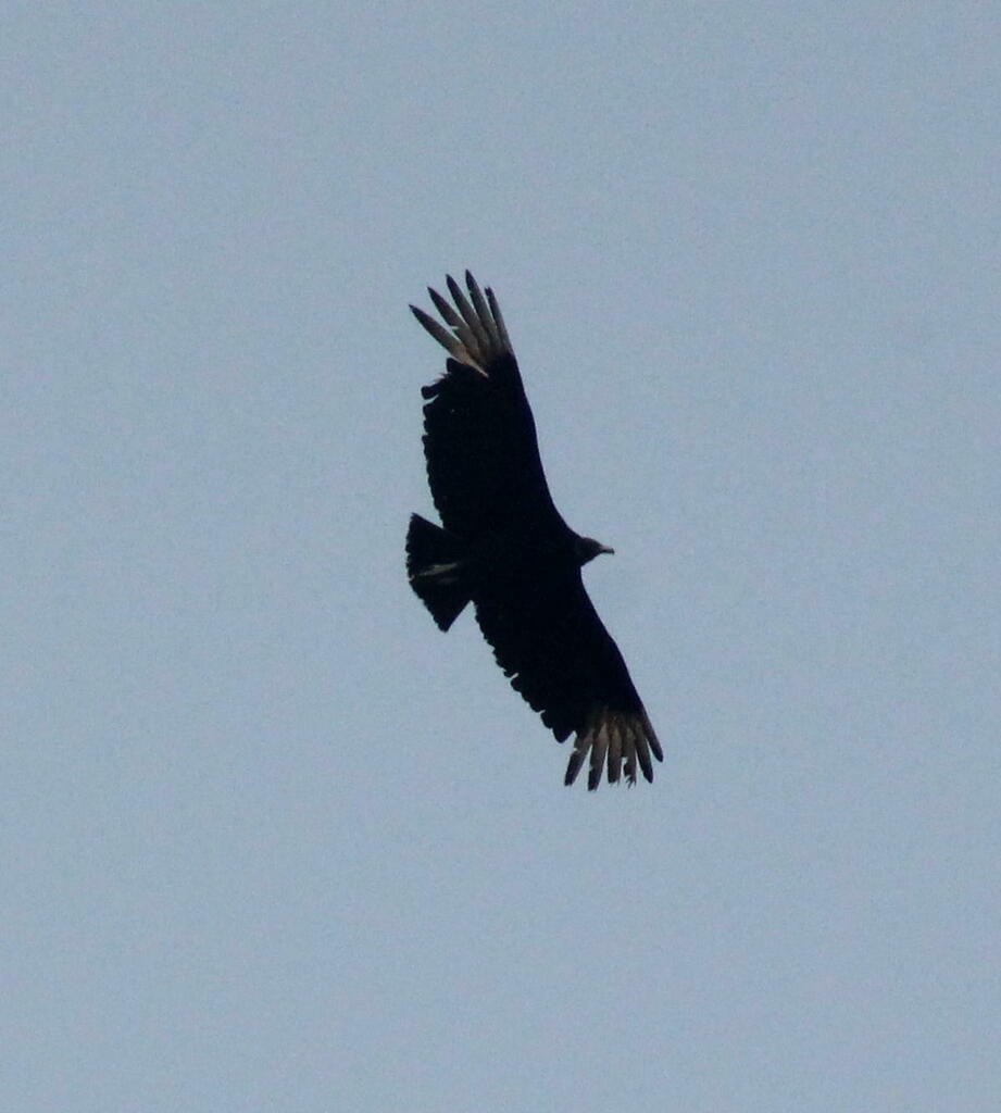 Black Vulture from Cabin, Chippewa County, MI, USA on May 15, 2023 at ...