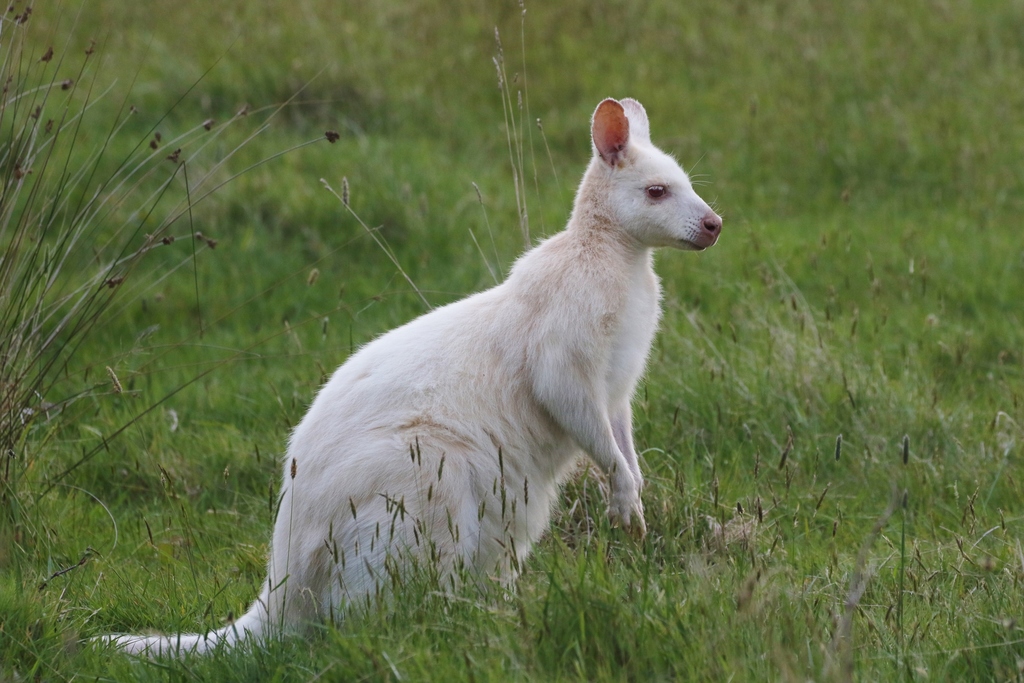 Red-necked Wallaby (Notamacropus rufogriseus) - Know Your Mammals