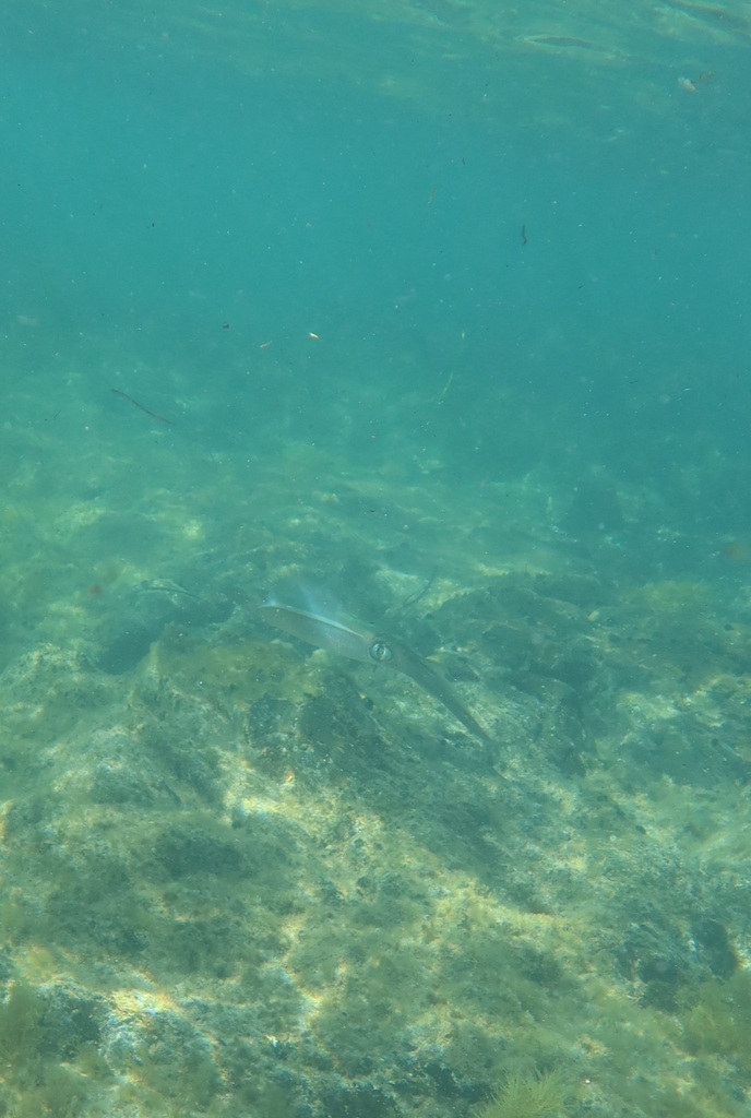 Southern Reef Squid from Wirrina Cove on May 14, 2023 at 03:05 PM by ...