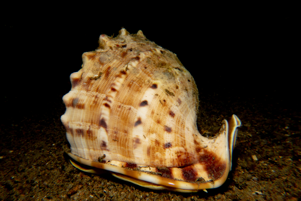 Horned Helmet Snail from Mabini, Provinz Batangas, Philippinen on ...