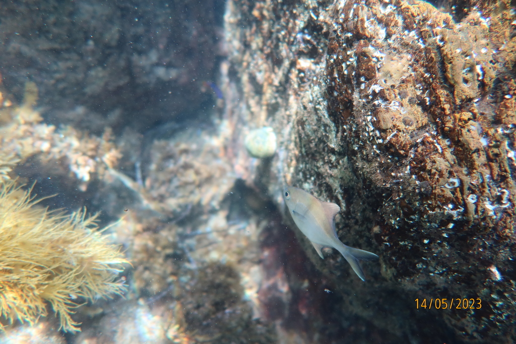 Sea Sweep from Wirrina Cove on May 14, 2023 at 03:02 PM by David ...