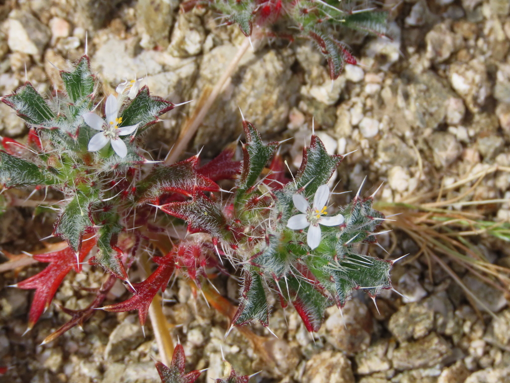 Schott's calico from Santa Rosa Wildlife Area, Riverside County, US-CA ...