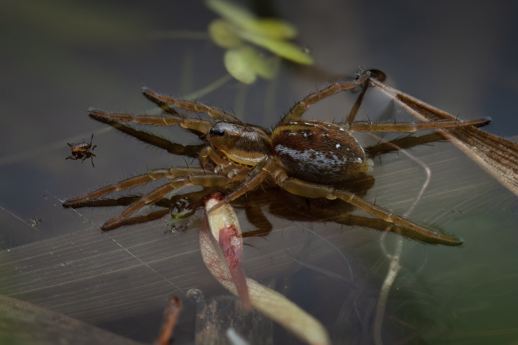 Pirate Otter Spider from Mile End Park, London, England, GB on May 13 ...