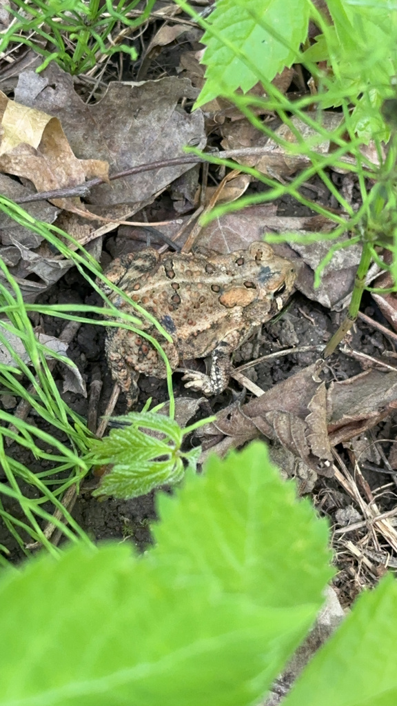 American Toad from Albion on May 15, 2023 at 02:35 PM by nwtanic ...