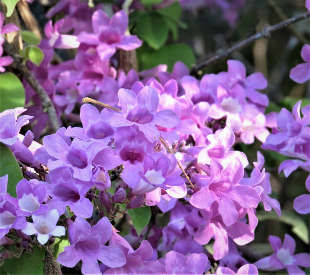 Cuspidaria lateriflora from Riachão - Carneiro, Buíque - PE, 56520-000, Brasil on November 20 ...