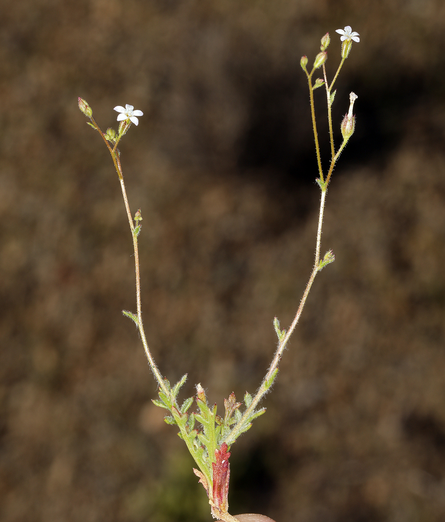 transmontane gilia from Inyo County, CA, USA on April 29, 2023 at 10:00 ...