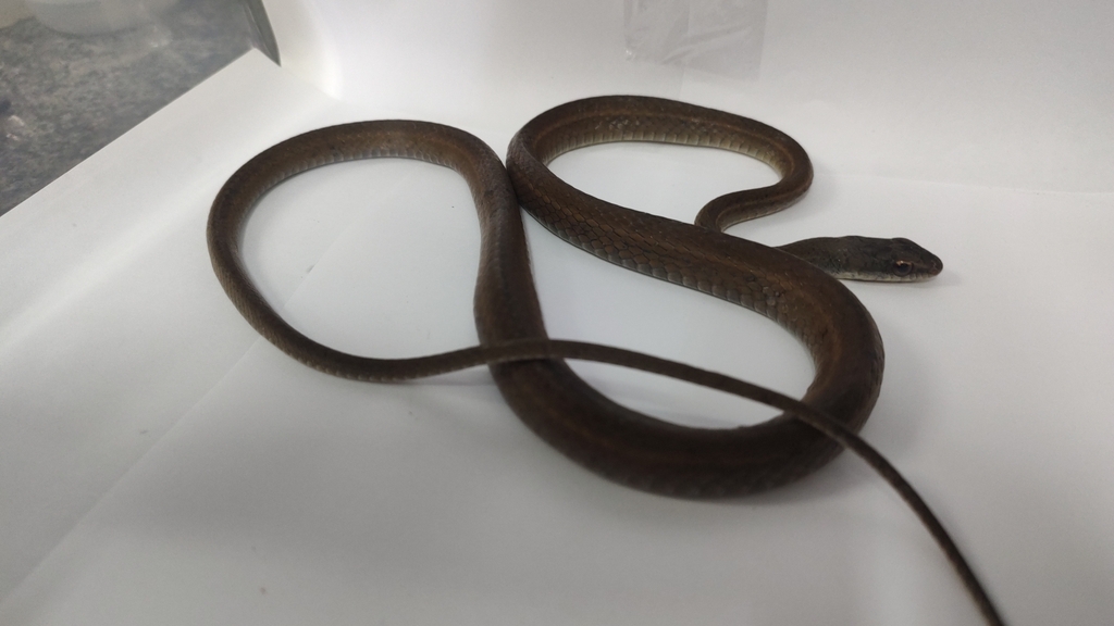 Boddaert's Tropical Racer from Manaus - AM, Brasil on May 12, 2023 at ...