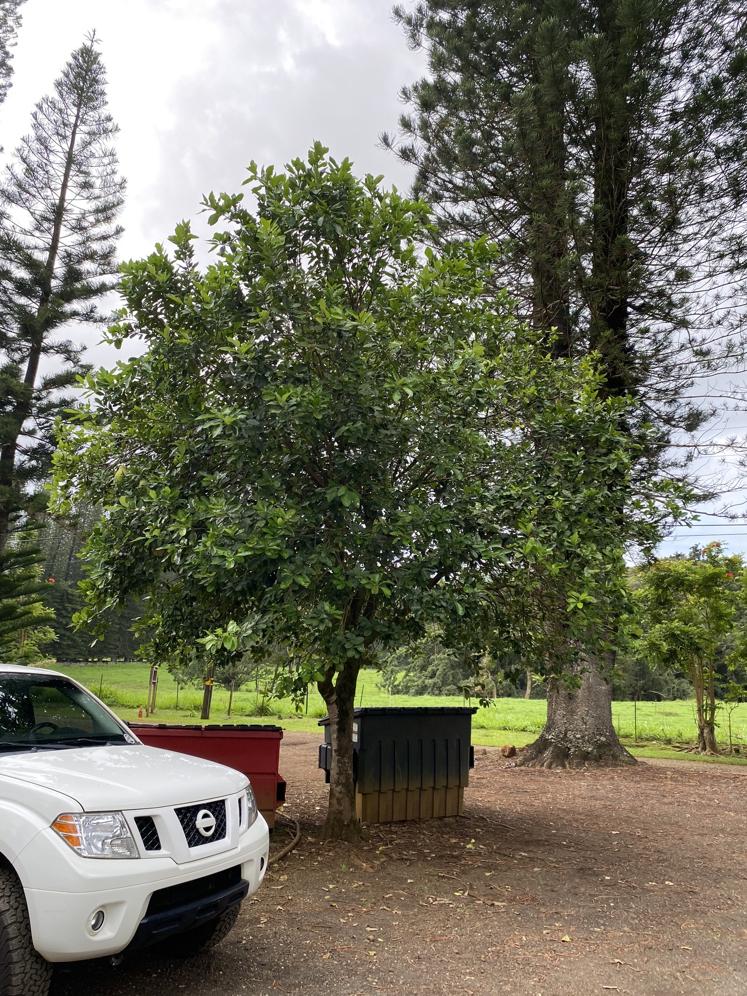 Citrus grandis (L.) Osbeck