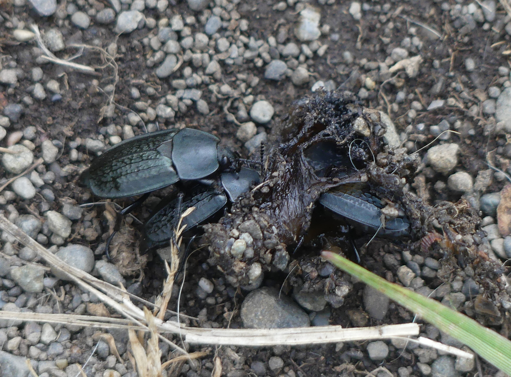 Garden Carrion Beetle from Humboldt, California, United States on May ...