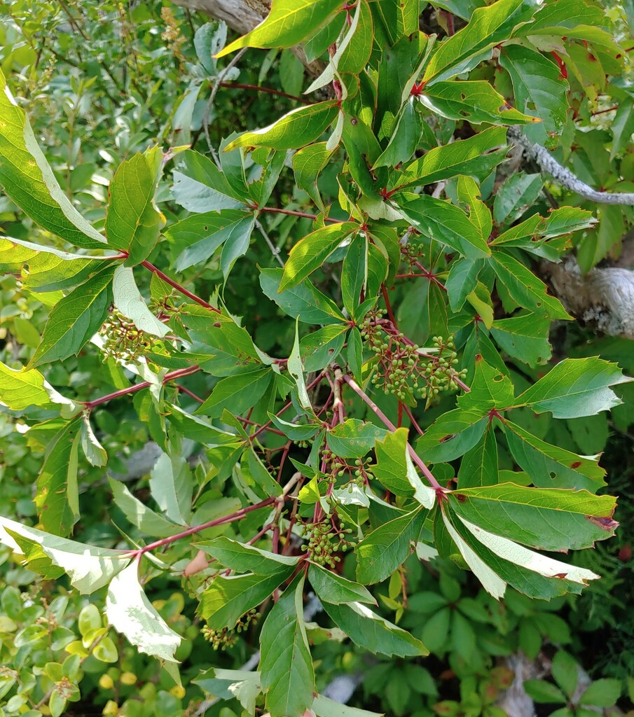 Virginia creeper from Dekalb County, GA, USA on May 15, 2023 at 11:16 ...