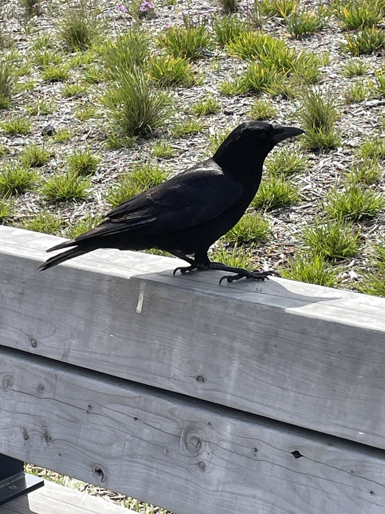 American Crow from Presidio, San Francisco, CA, US on May 15, 2023 at ...