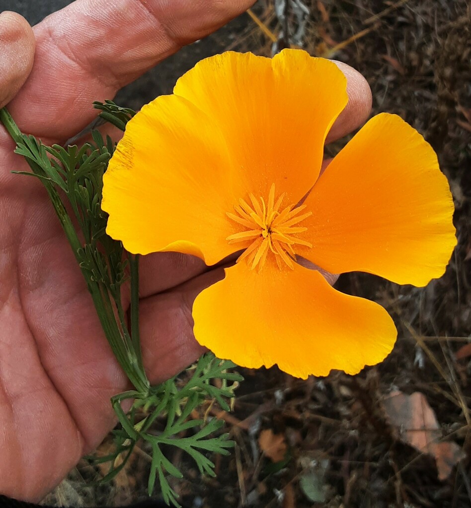 California poppy from Lithgow NSW 2790, Australia on May 15, 2023 at 02 ...