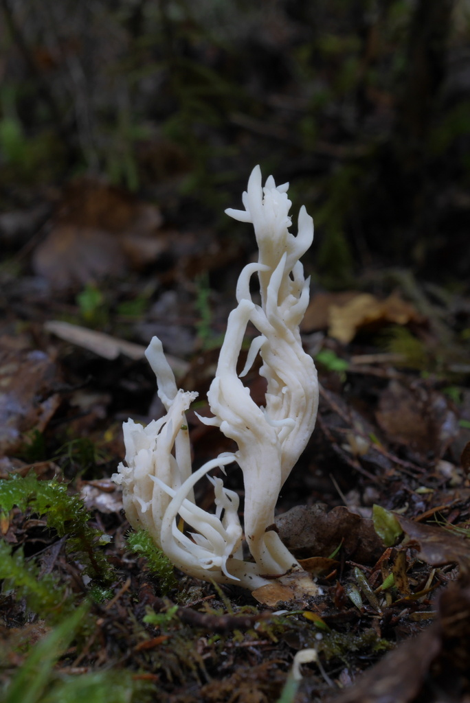 Clavulina from Te Waipounamu/South Island, St Arnaud, Marlborough, NZ ...