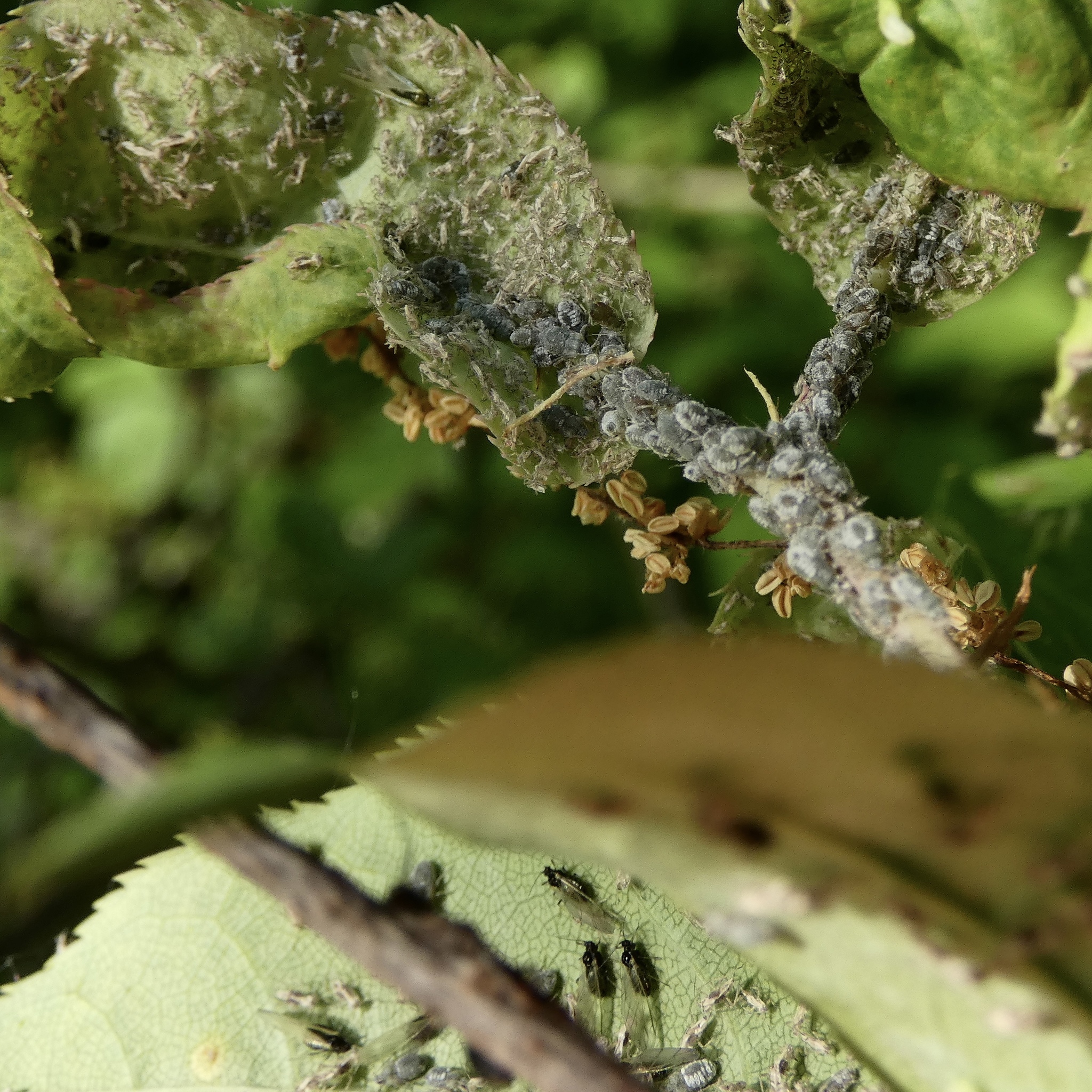 Rhopalosiphum padi (Linnaeus, 1758)