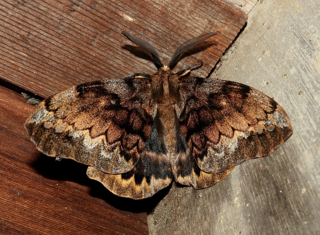 Batwing Moth from Tyers VIC 3844, Australia on May 13, 2023 at 08:46 PM ...