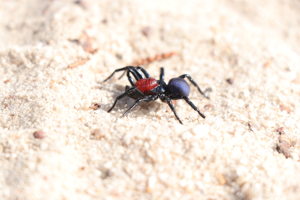 Red-headed Mouse Spider from Wongan Hills WA 6603, Australia on May 15 ...