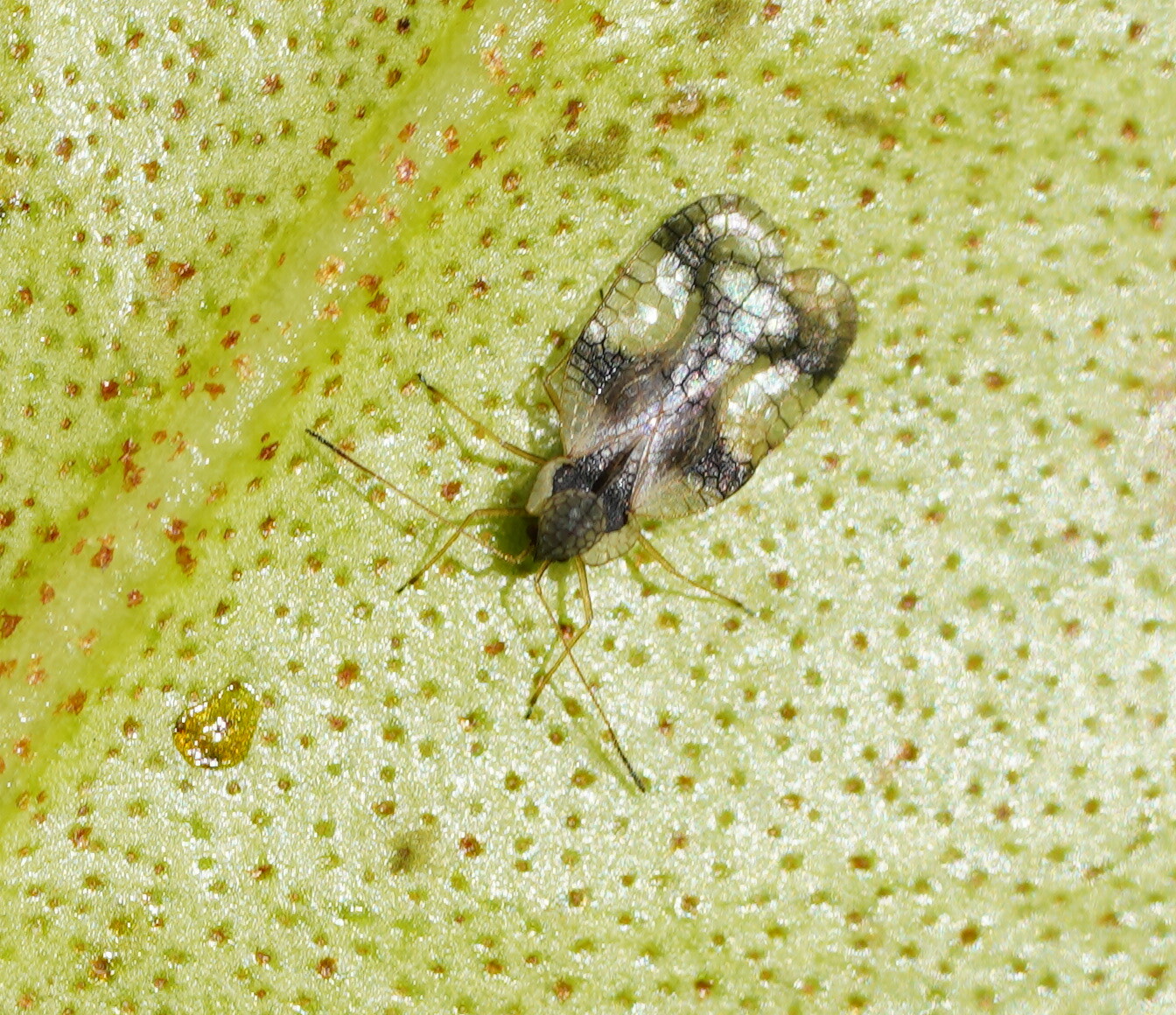 Stephanitis pyrioides (Scott, 1874)