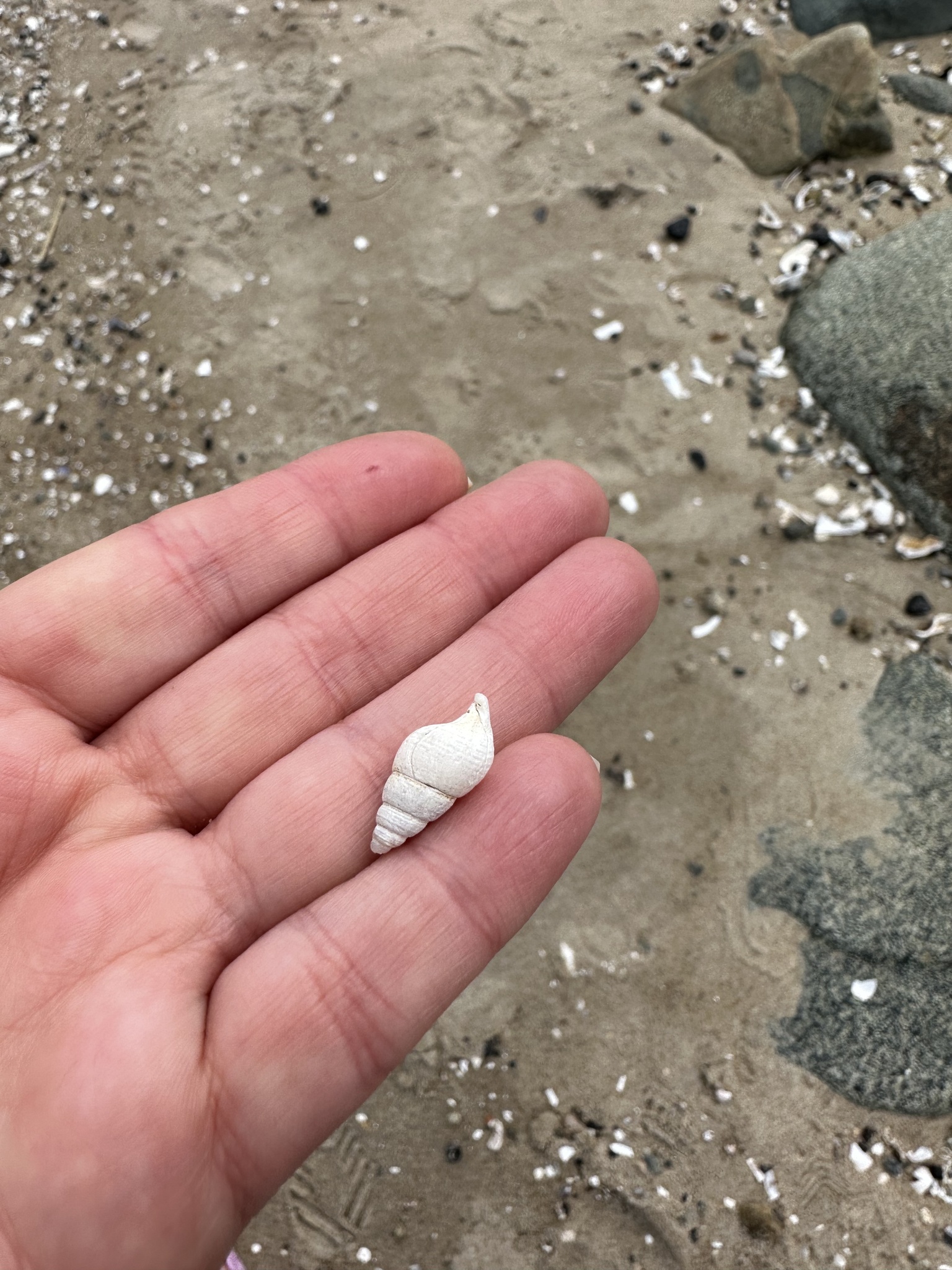 Colus stimpsoni (Mörch, 1868)