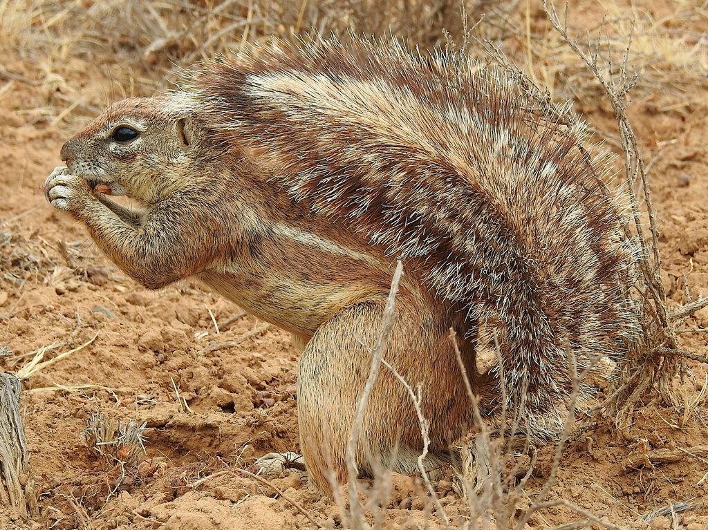 South African Ground Squirrel from OPM Prozesky Bird Sanctuary ...