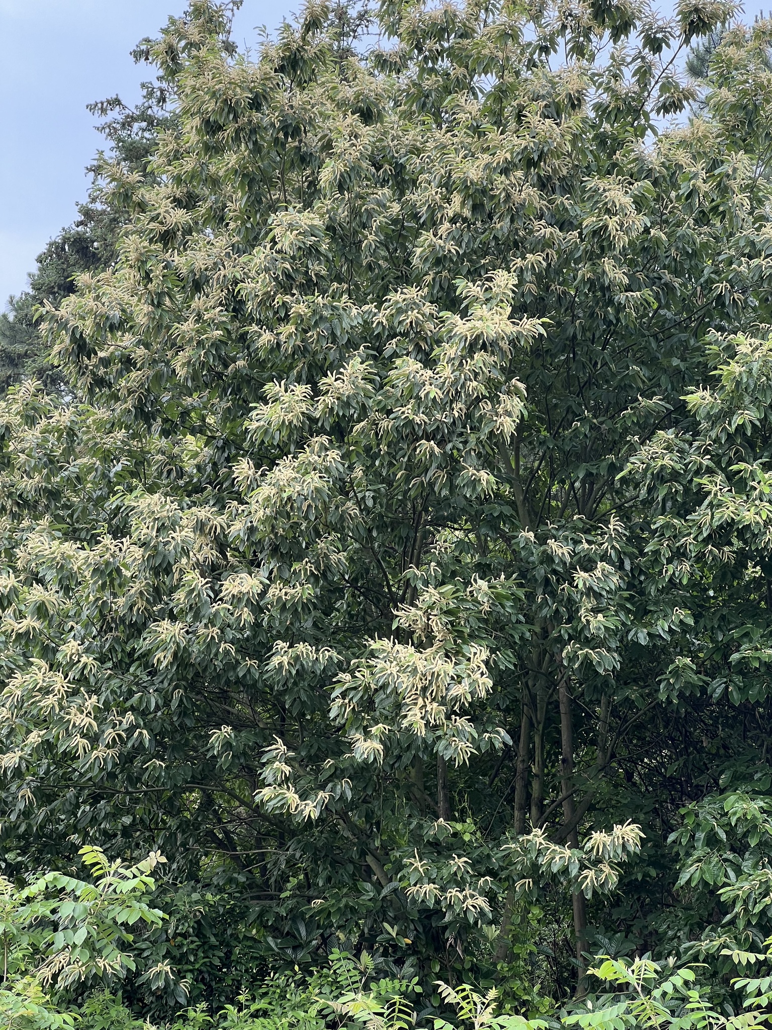 Castanopsis fissa (Champ. ex Benth.) Rehder & E.H.Wilson