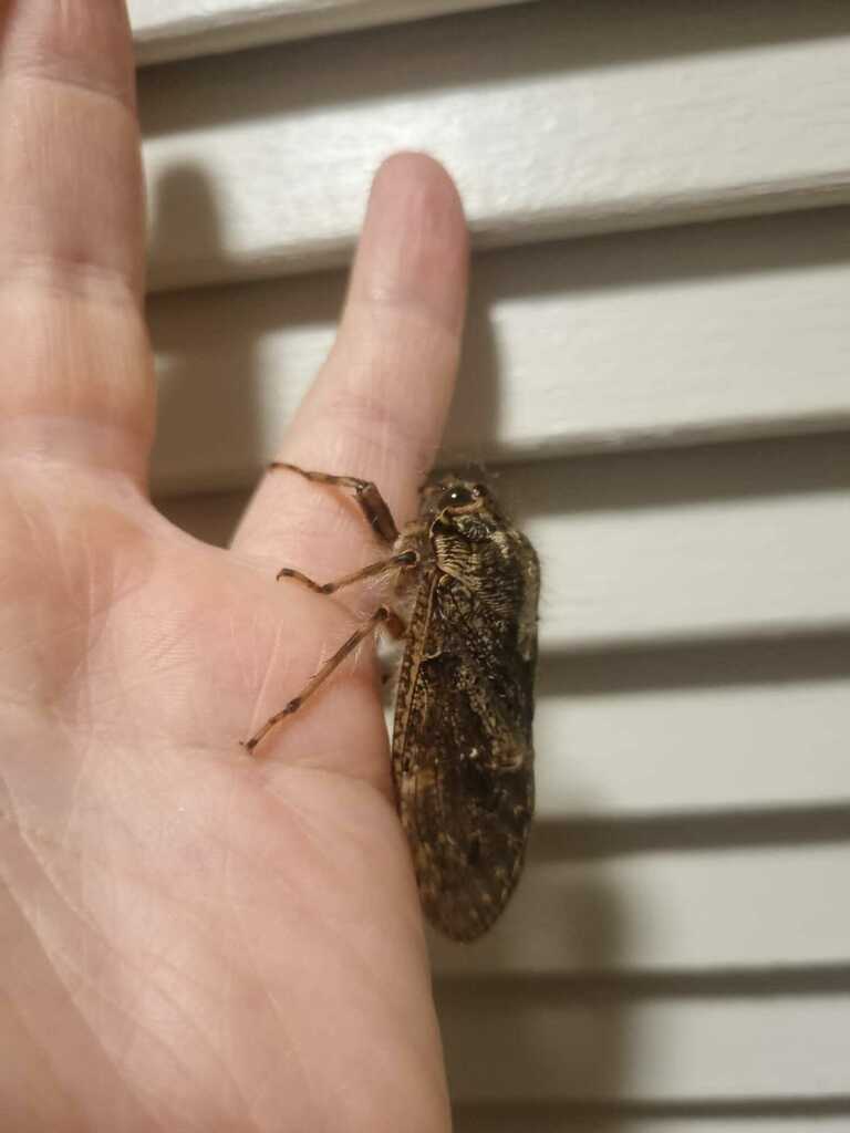 Alpine Hairy Cicada from Melbourne VIC, Australia on May 15, 2023 at 10 ...