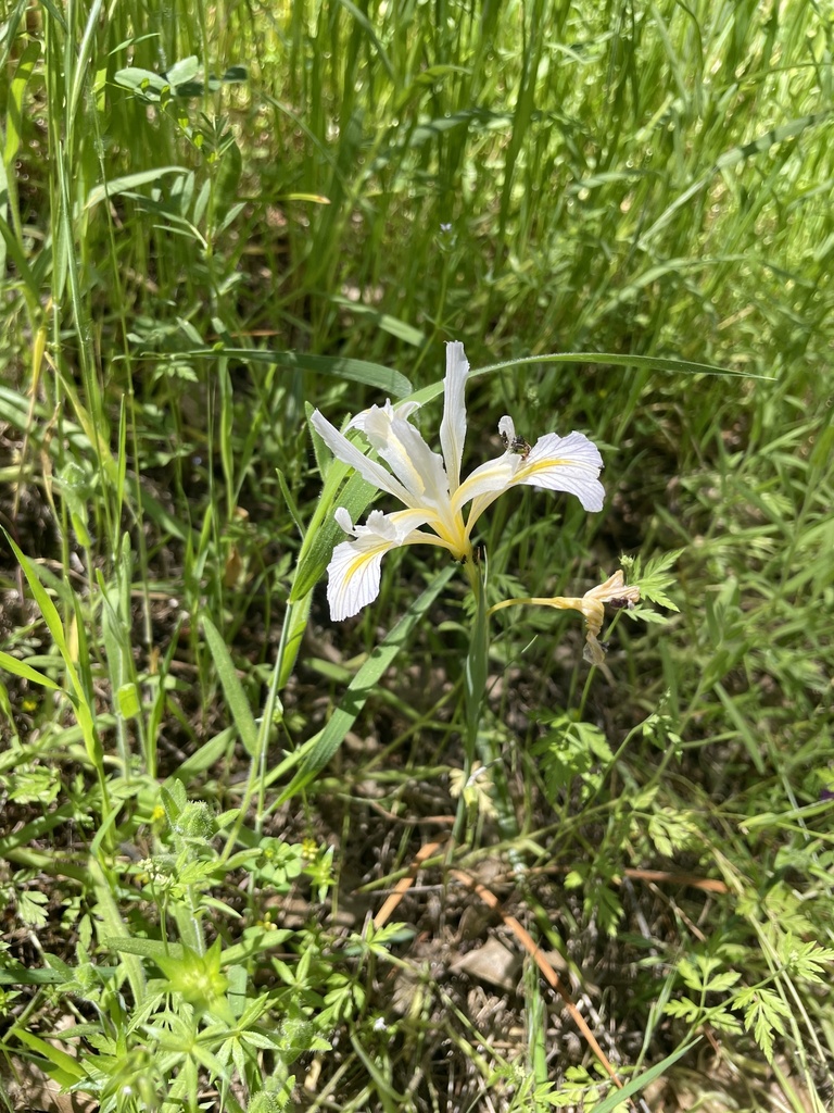 Bowltube Iris from Hidden Falls Regional Park, Auburn, CA, US on May 15 ...