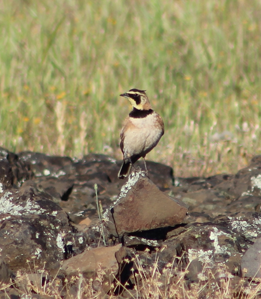 Horned Lark from Butte County, CA, USA on May 14, 2023 at 08:09 AM by ...