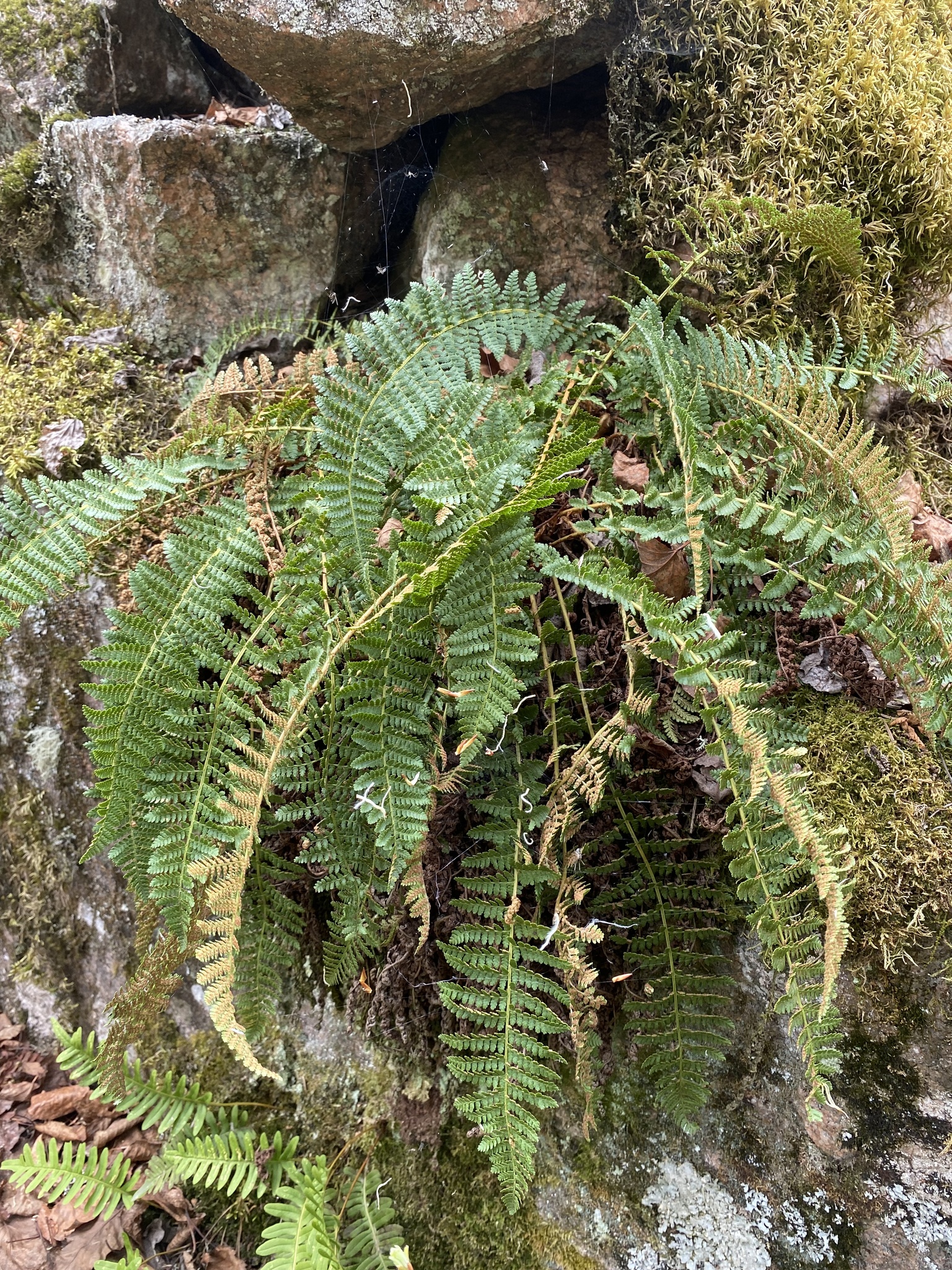 Dryopteris fragrans (L.) Schott