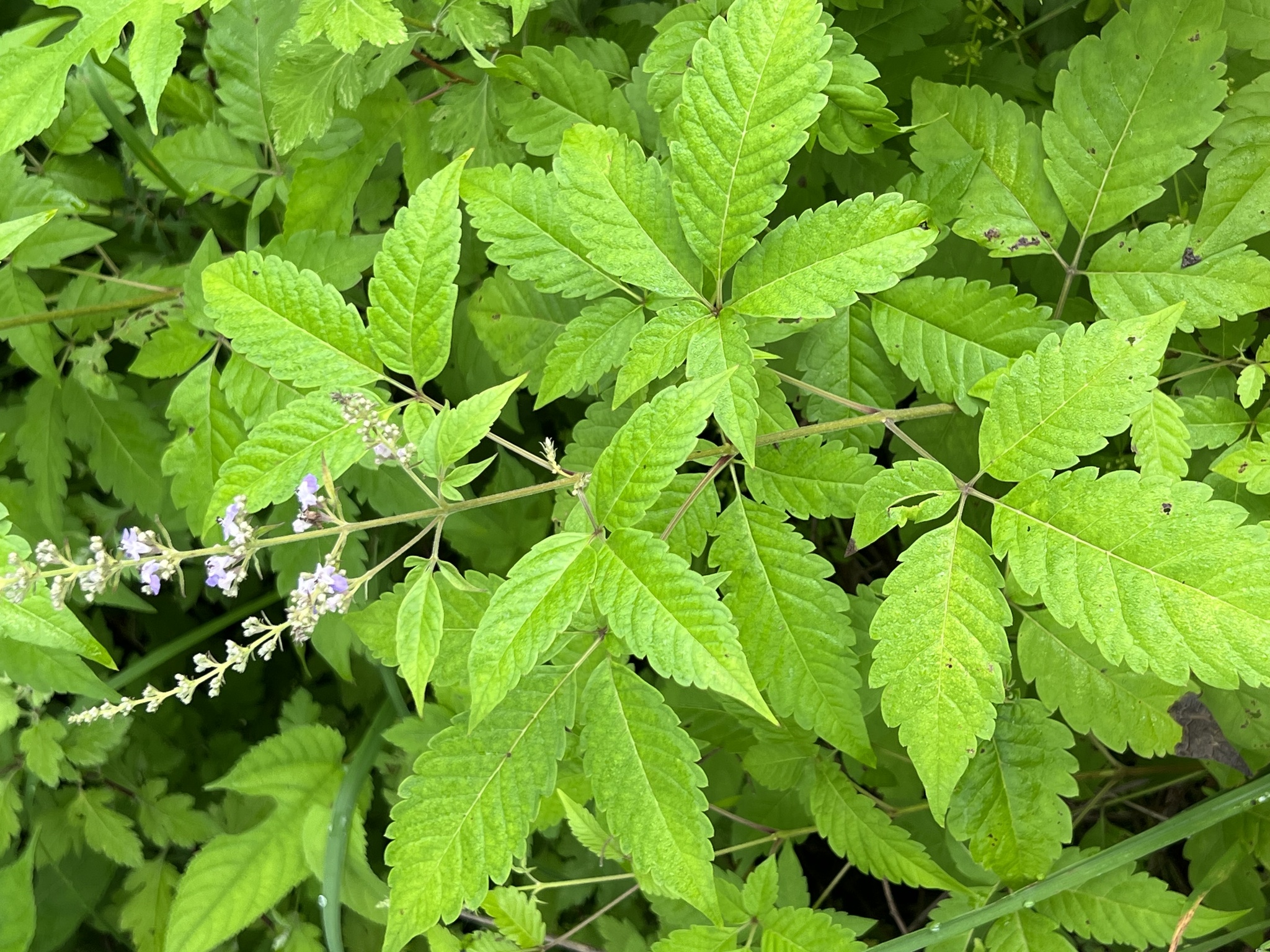 Vitex negundo var. cannabifolia (Siebold & Zucc.) Hand.-Mazz.
