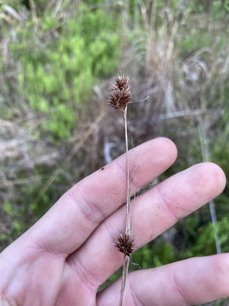 loose-head beaksedge in May 2023 by John Kees · iNaturalist