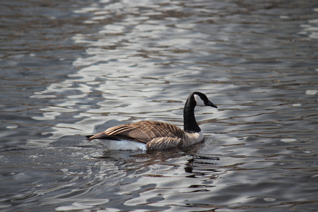 Canada Goose from Thunder Bay, ON, Canada on May 13, 2023 at 11:56 AM ...