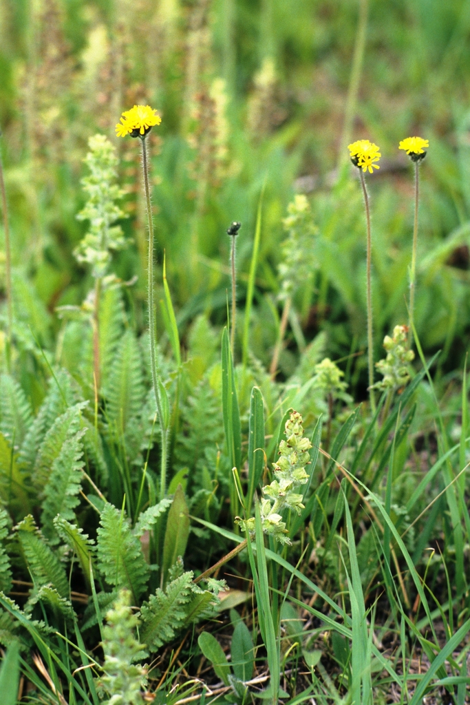 smooth hawkweed (Plants of Jasper National Park (Guide 3) | Les plantes ...