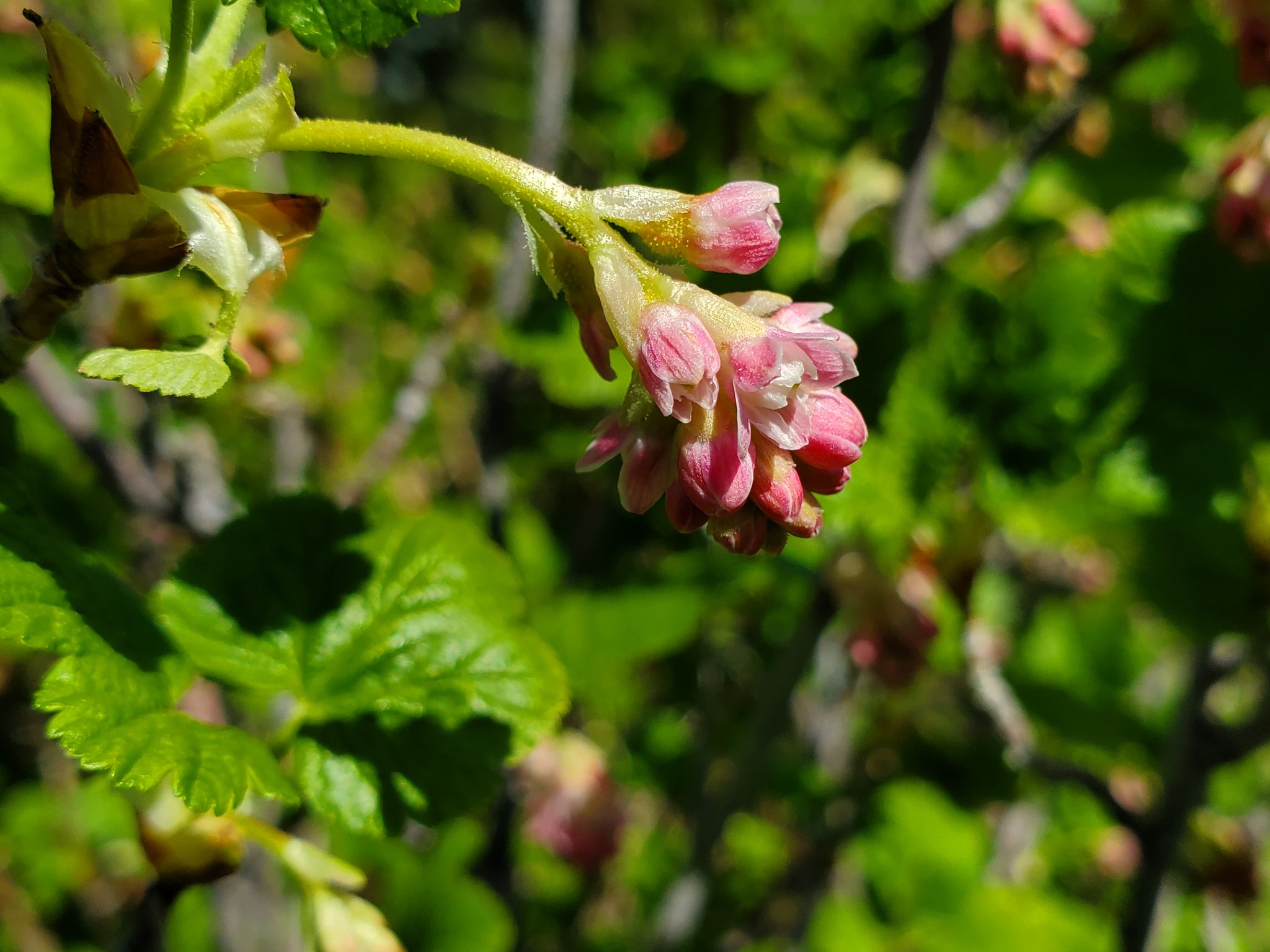 Ribes nevadense Kellogg
