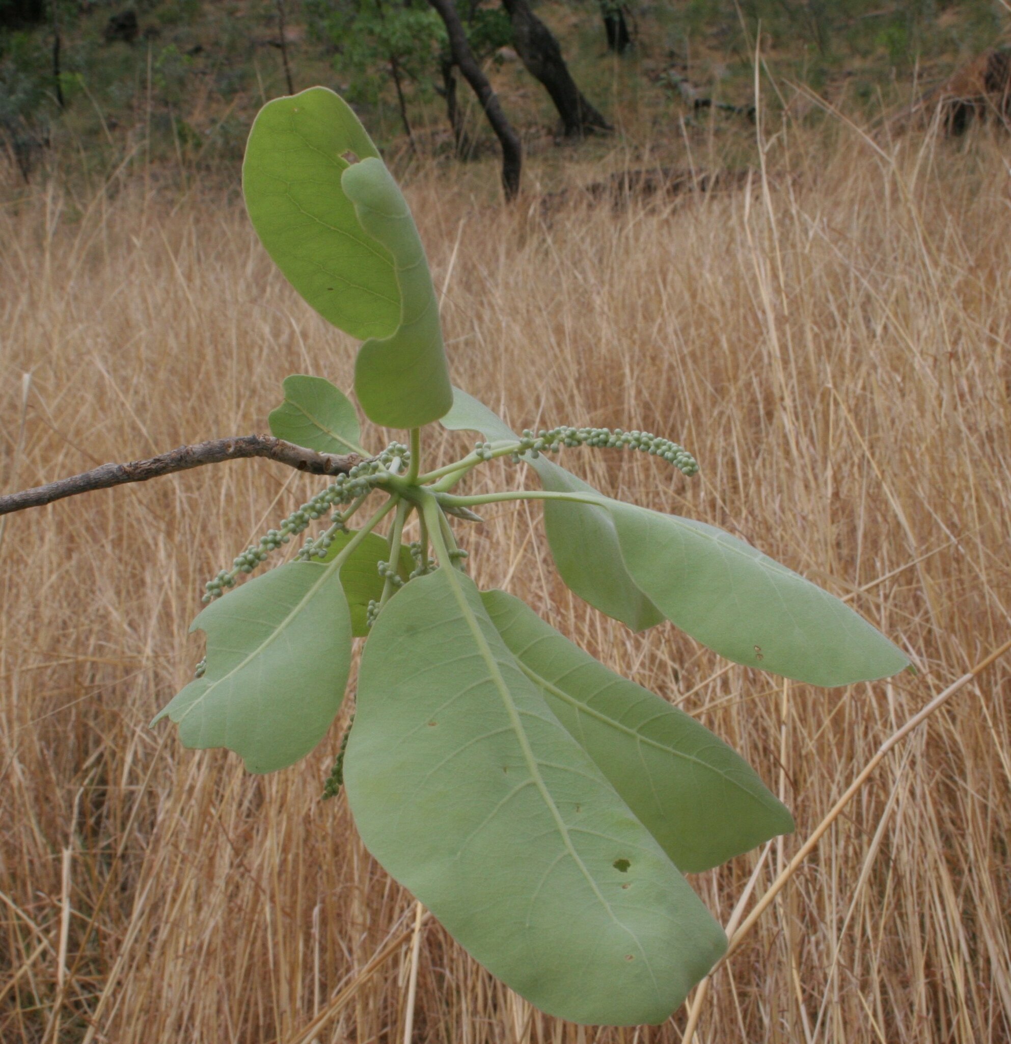 Terminalia hadleyana W.Fitzg.