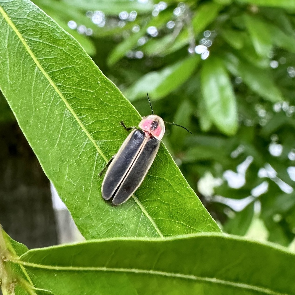 Common Eastern Firefly from Veirs Mill Rd, Rockville, MD, US on May 13 ...